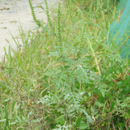 Annual Ragweed (Ambrosia Artemisiifolia) Plant Care & How to Grow, Water