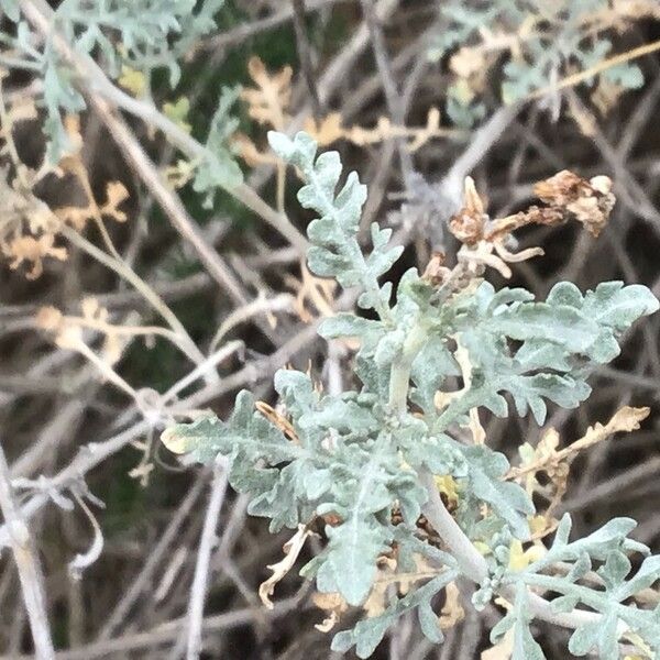 Bur-Sage (Ambrosia Dumosa) Plant Care & How to Grow, Water