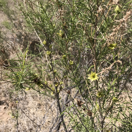 Singlewhorl Burrobrush (Ambrosia Monogyra) Plant Care & How to Grow, Water
