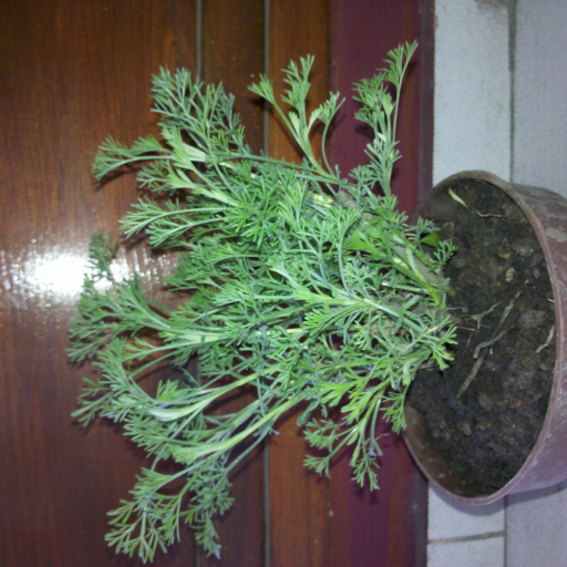 Western Ragweed (Ambrosia Peruviana) Plant Care & How to Grow, Water