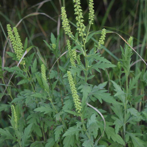 Dunbible-Weed (Ambrosia Psilostachya) Plant Care & How to Grow, Water