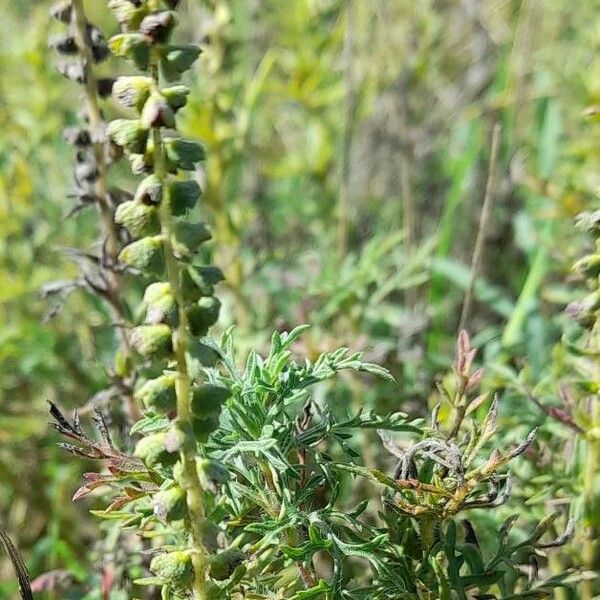 Bur Ragweed (Ambrosia Tenuifolia) Plant Care & How to Grow, Water