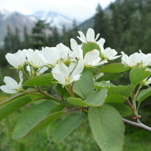 Saskatoon (Amelanchier Alnifolia) Plant Care & How to Grow, Water