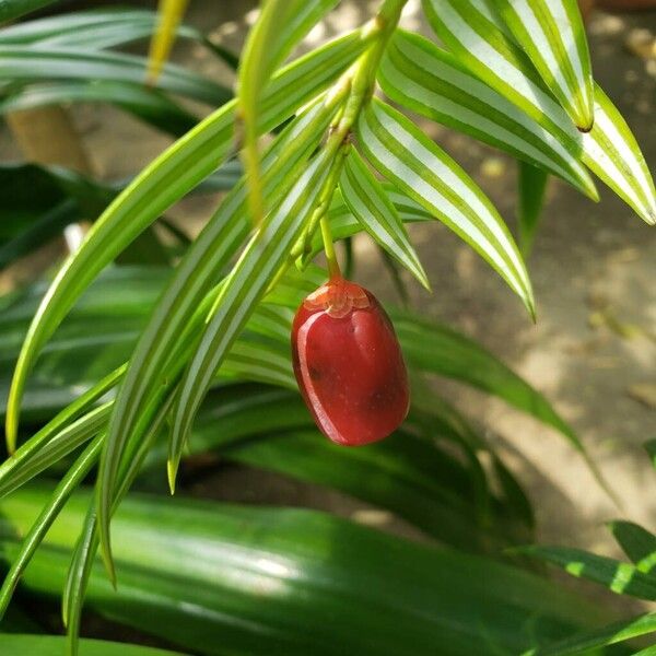 Taiwan Catkin Yew (Amentotaxus Formosana) Care Guide: Water, Soil ...
