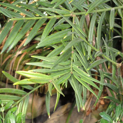 Yunnan Catkin Yew (Amentotaxus Yunnanensis) Plant Care & How to Grow, Water