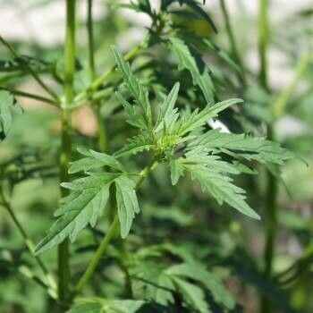 Blue Amethystea (Amethystea Caerulea) Plant Care & How to Grow, Water