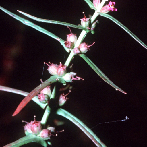 Valley Redstem (Ammannia Coccinea) Plant Care & How to Grow, Water