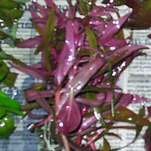 Stalkflower (Ammannia Grayi) Plant Care & How to Grow, Water