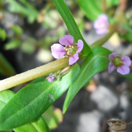 Happy Tree (Camptotheca Acuminata) Plant Care & How to Grow, Water
