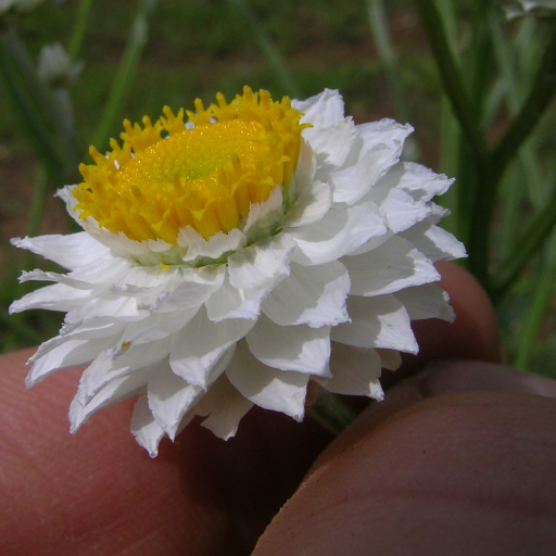 Winged Everlasting Daisy (Ammobium Alatum) Care Guide: Water, Soil ...