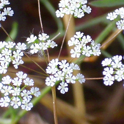 Cerfolium (Ammoides Pusilla) Care Guide: Water, Soil & Propagation ...