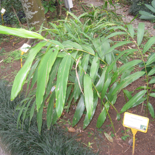 Tavoy Cardamom (Amomum Villosum) Plant Care & How to Grow, Water