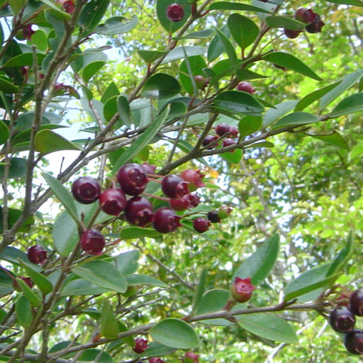 Luma (Amomyrtus Luma) Care Guide: Water, Soil & Propagation - Plantiary