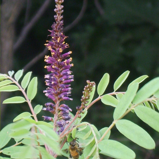False Indigo (Amorpha Fruticosa) Plant Care & How to Grow, Water