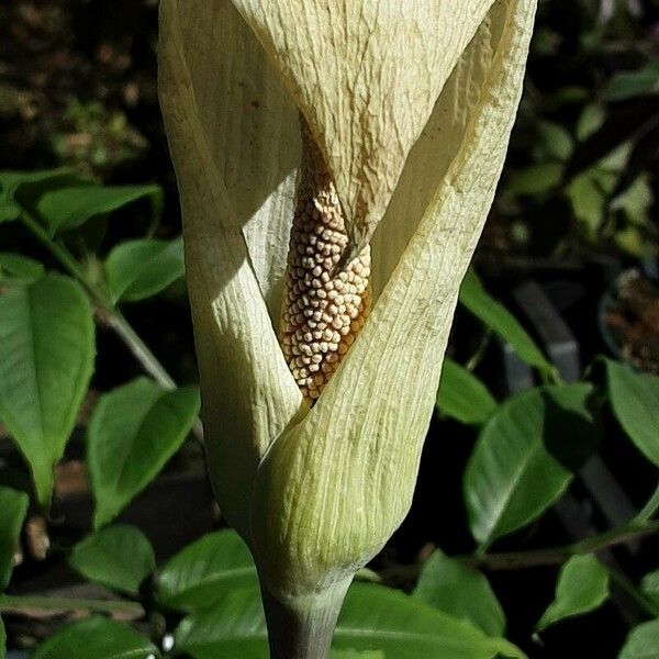 Amorphophallus Albus Plant Care & How to Grow, Water