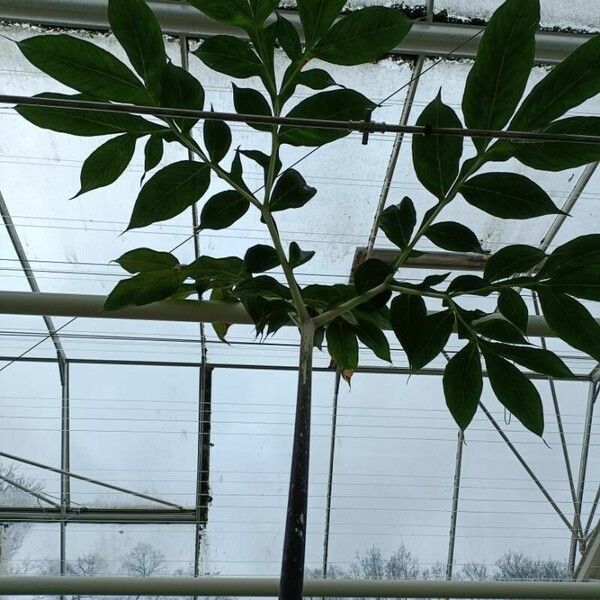 Amorphophallus Borneensis Plant Care & How to Grow, Water