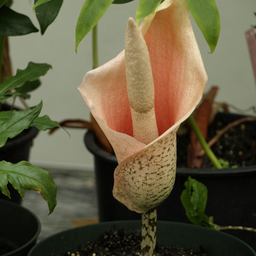 Amorphophallus Bulbifer Plant Care & How to Grow, Water