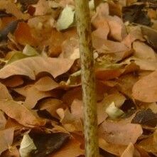 Amorphophallus Consimilis Care Guide: Water, Soil & Propagation - Plantiary