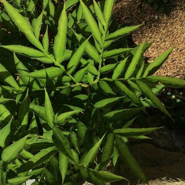 Kyushu Voodoo Lily (Amorphophallus Kiusianus) Plant Care & How to Grow ...