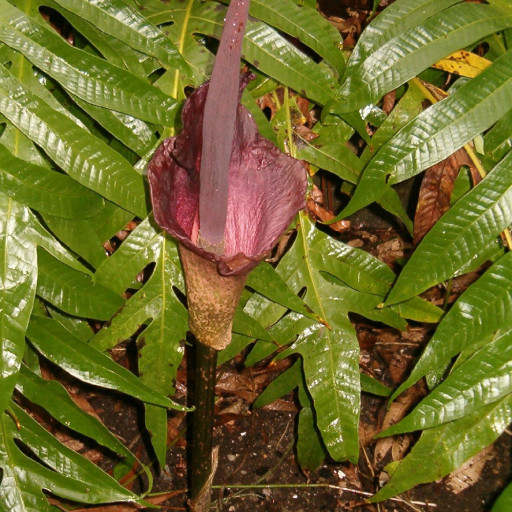 Devil's Tongue (Amorphophallus Konjac) Plant Care & How to Grow, Water