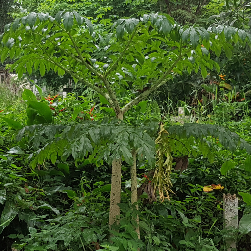 Elephant Foot Yam (Amorphophallus Paeoniifolius) Plant Care & How to ...