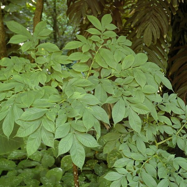 Voodoo Lily (Amorphophallus Variabilis) Plant Care & How to Grow, Water