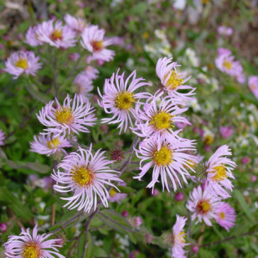 Climbing Aster (Ampelaster Carolinianus) Care Guide: Water, Soil ...
