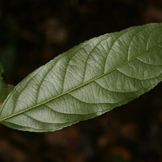 Ampelocera Edentula Care Guide: Water, Soil & Propagation - Plantiary