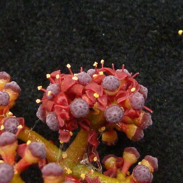 Ampelocissus Divaricata Plant Care & How to Grow, Water