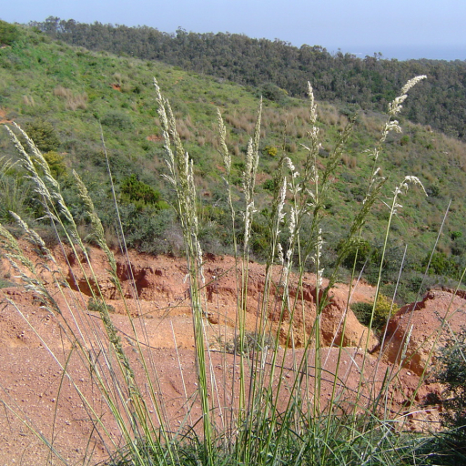 Mauritania Vinereed (Ampelodesmos Mauritanicus) Plant Care & How to ...