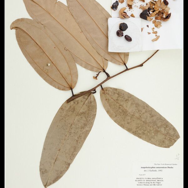 Ampelozizyphus Amazonicus Plant Care & How to Grow, Water