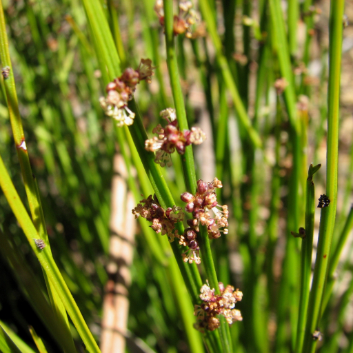 Broom Spurge (Amperea Xiphoclada) Plant Care & How to Grow, Water