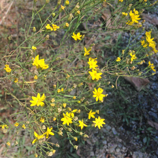 Broomweed (Amphiachyris Dracunculoides) Plant Care & How to Grow, Water