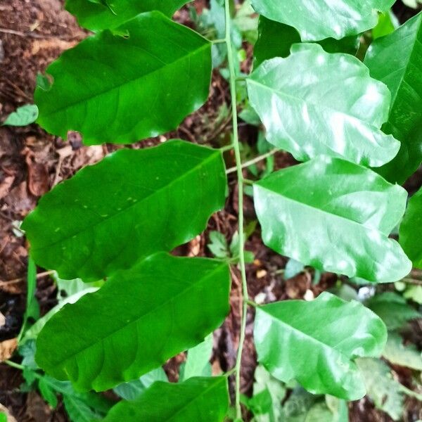 Bokanga (Amphimas Pterocarpoides) Plant Care & How to Grow, Water