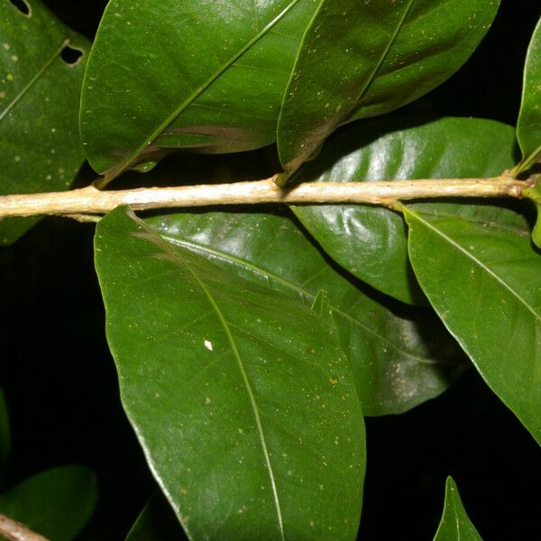 Amphitecna Gentryi Care Guide: Water, Soil & Propagation - Plantiary