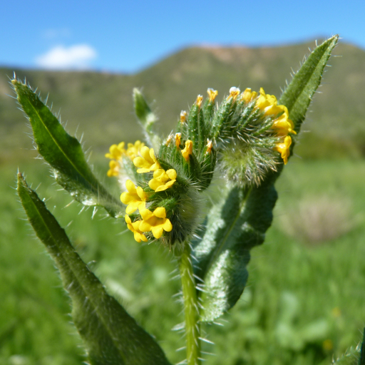 Yellow Gromwell (Amsinckia Calycina) Care Guide: Water, Soil ...