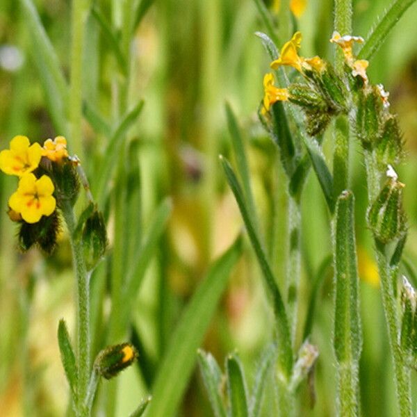 Amazon Water Lily (Victoria Amazonica) Plant Care & How to Grow, Water