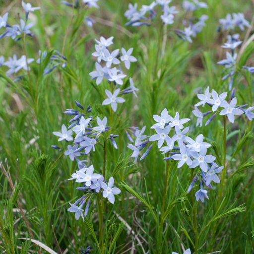 Fringed Bluestar (Amsonia Ciliata) Plant Care & How to Grow, Water