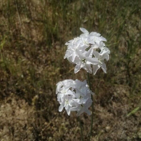 Arizona Bluestar (Amsonia Grandiflora) Plant Care & How to Grow, Water