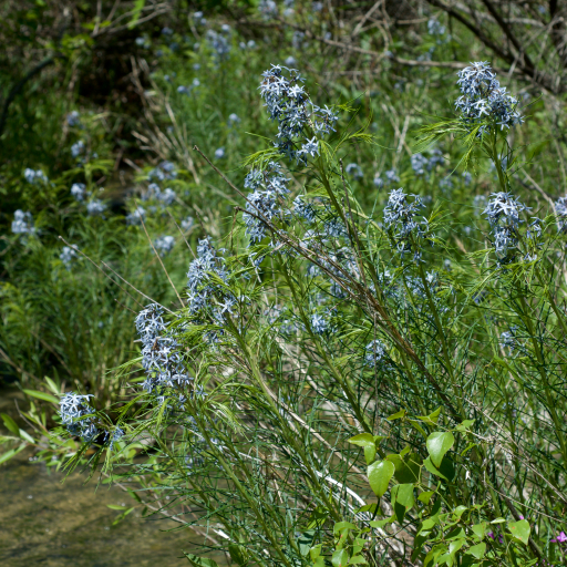 Hubricht's Bluestar (Amsonia Hubrichtii) Plant Care & How to Grow, Water