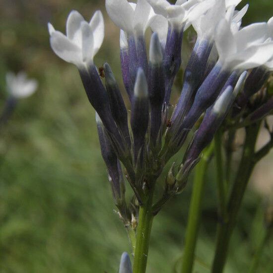 Palmer's Bluestar (Amsonia Palmeri) Plant Care & How to Grow, Water