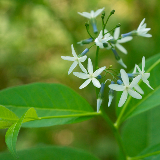 Eastern Bluestar (Amsonia Tabernaemontana) Plant Care & How to Grow, Water