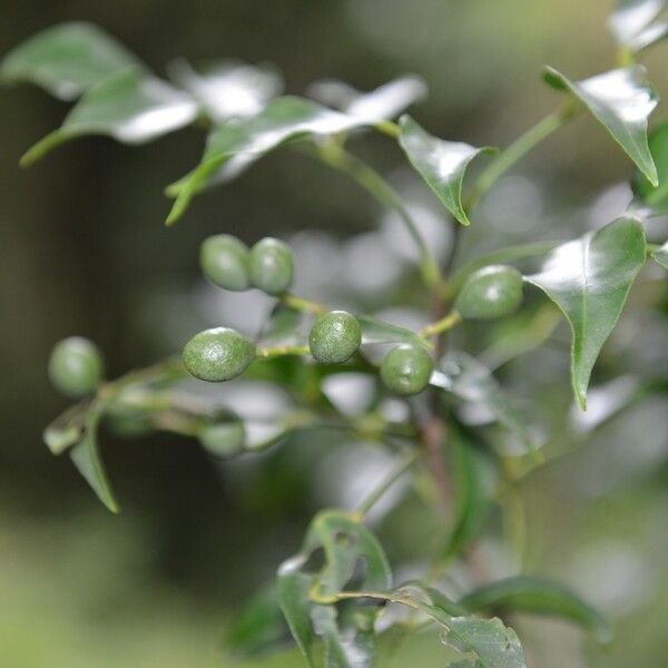 Balsam Torchwood (Amyris Balsamifera) Plant Care & How to Grow, Water