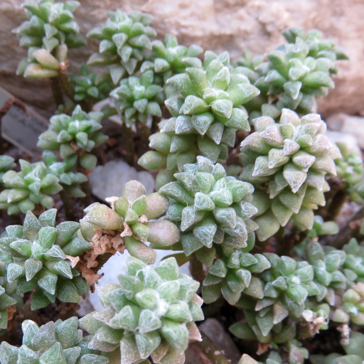 Anacampseros Arachnoides Plant Care & How to Grow, Water