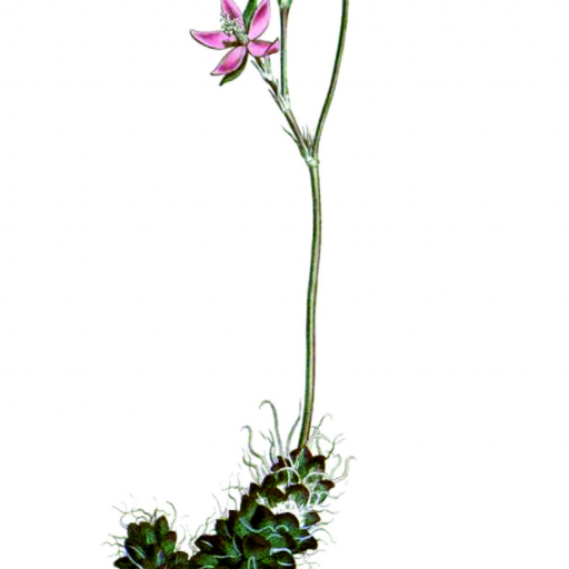 Anacampseros Filamentosa Plant Care & How to Grow, Water