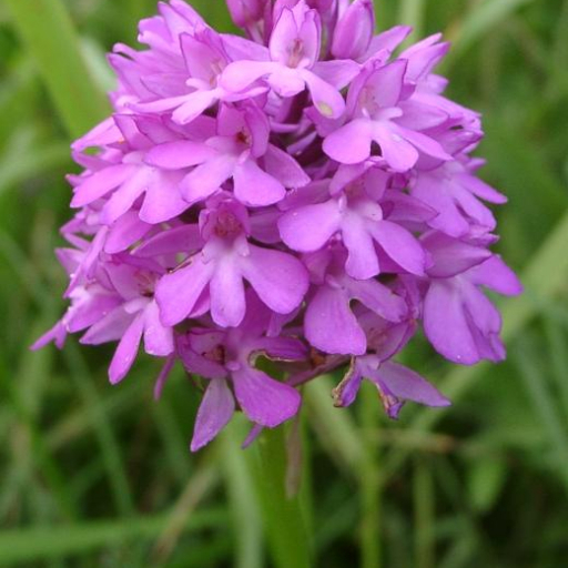 Pyramid Orchid (Anacamptis Pyramidalis) Plant Care & How to Grow, Water