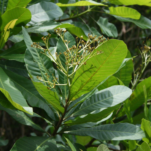Wild Cashew (Anacardium Excelsum) Plant Care & How to Grow, Water