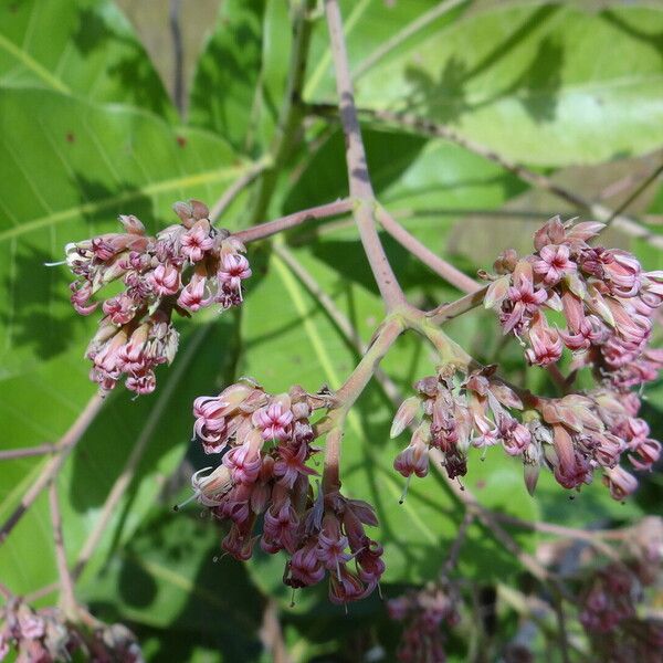 Anacardium Humile Plant Care & How to Grow, Water