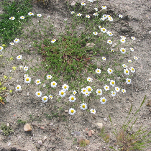 Whitebuttons (Anacyclus Clavatus) Plant Care & How to Grow, Water