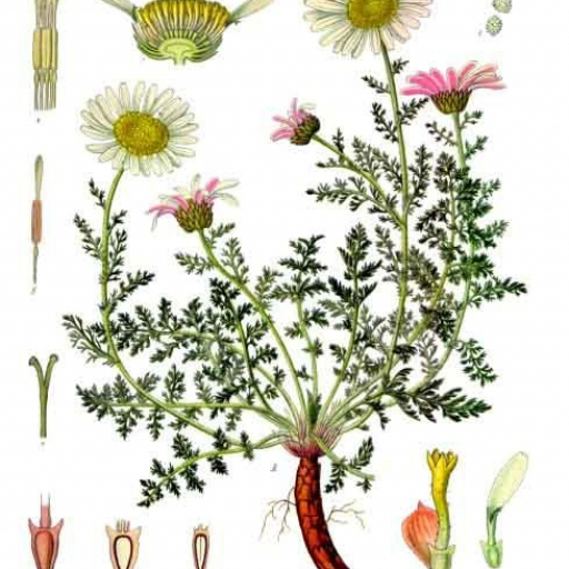 Atlas Daisy (Anacyclus Pyrethrum) Plant Care & How to Grow, Water